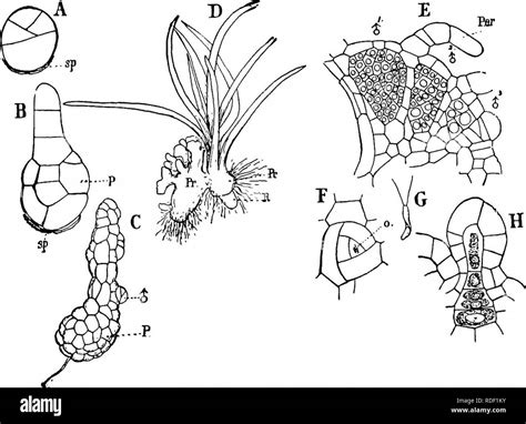 Pythium High Resolution Stock Photography And Images Alamy