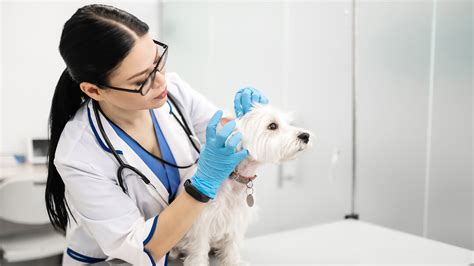 Can Humans Get Dog Ear Mites