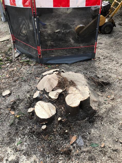 The Ultimate Guide To Stump Grinding Essex Tree Brothers