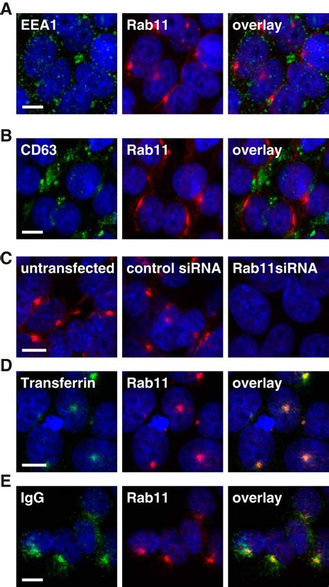 Half Life Extended Recombinant Coagulation Factor Ix Albumin Fusion Protein Is Recycled Via The