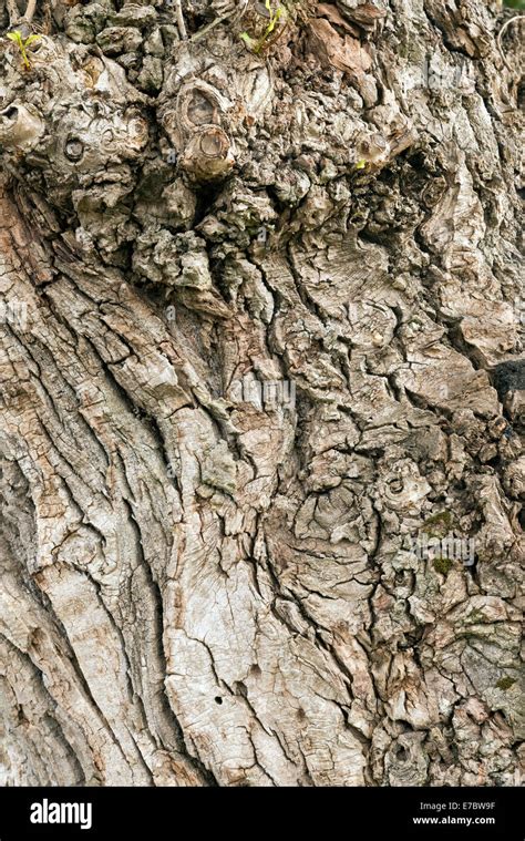 Tree Bark Detailed Texture Effect Stock Photo Alamy