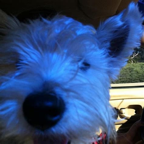 Tyler Thomas Youtube