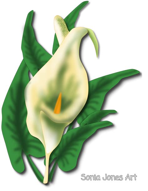 Calla Lilly By Sonia19art On Deviantart