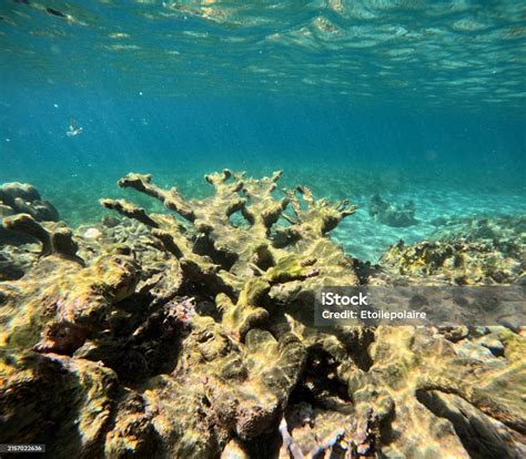 Underwater Photo Of Elkhorn Coral In Caribbean Sea Acropora Palmata