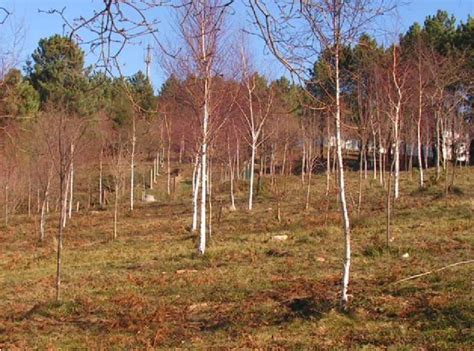 Figure 1 From Peer To Peer Wireless Propagation Measurements And Path Loss Modeling In Vegetated