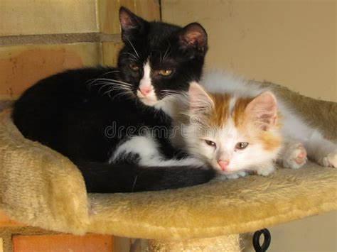A Black Brother And A White Sister Resting Stock Photo Image Of Peach Redhead