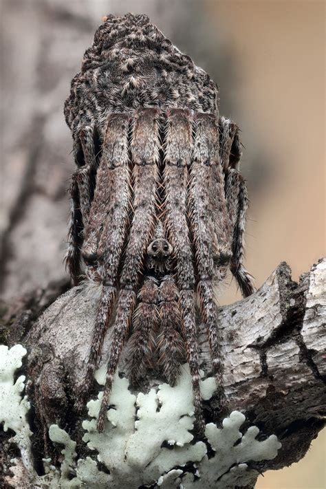 Poltys Sp Twig Spider Ausemade