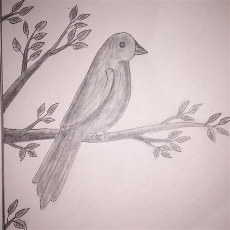 Bird Pencil Sketch Tutorial