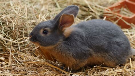 A Complete Guide To Tan Rabbit Everbreed
