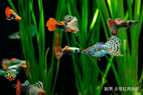 怎么区分孔雀鱼的公母为什么我养的孔雀鱼就是不生小鱼 知乎