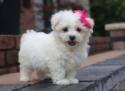 Maltese Puppies For Sale Greenfield Puppies