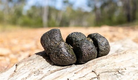 How Wombats Excrete Perfect Little Cubes