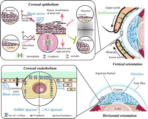Corneal Epithelium Layers