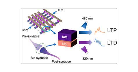 self rectifying all optical modulated optoelectronic multistates