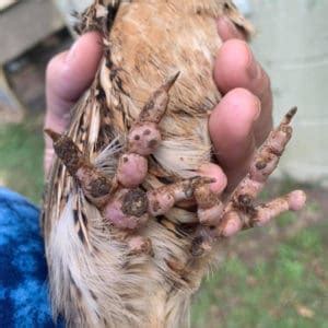 Bumblefoot In Chickens What Causes And How To Treat