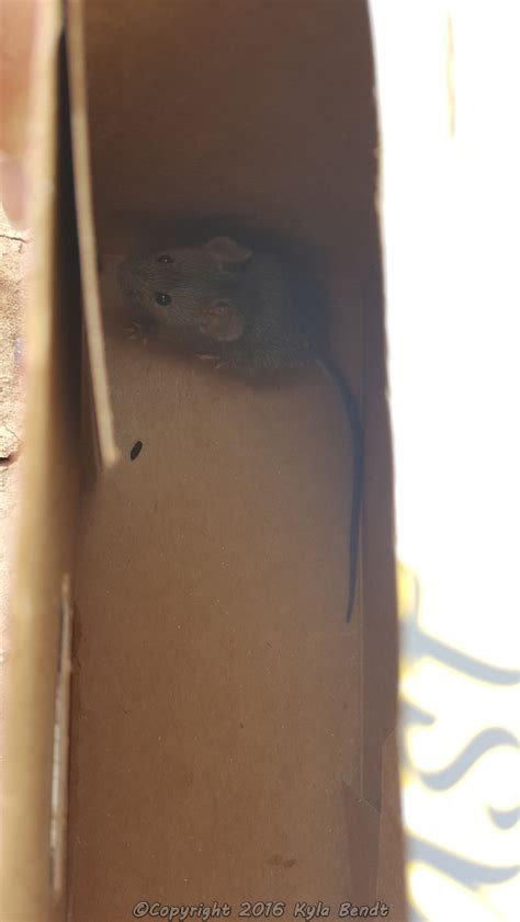 How To Catch A Mouse Live Hoppy