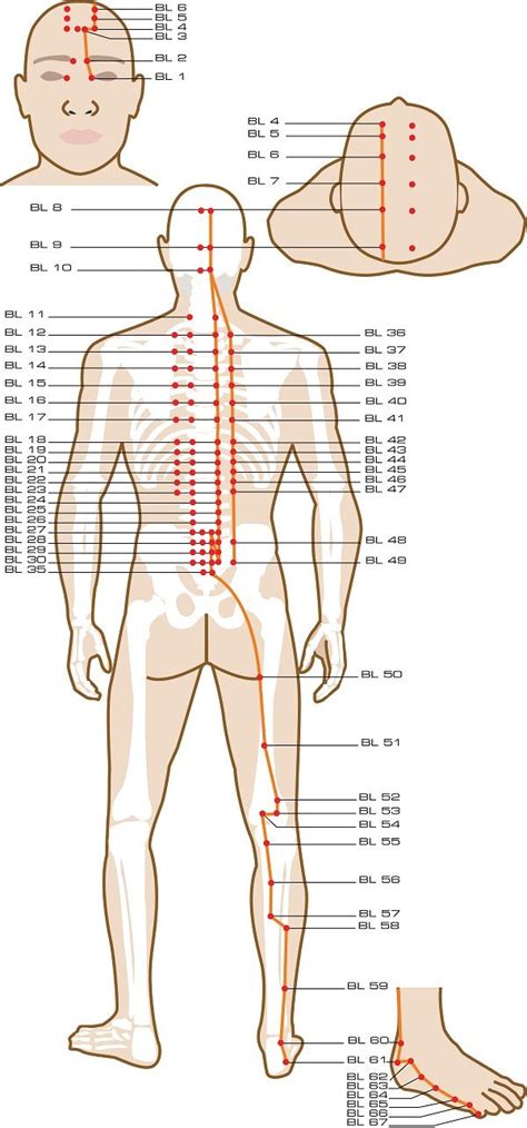 Urinary Bladder Acupuncture Points in 2023 | Meridian acupuncture ...