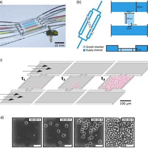 Microfluidic System For Single Cell Cultivation And Observation A Download Scientific Diagram