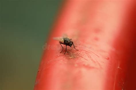 House Fly Macro Shot India Stock Image Image Of Eating 331584795