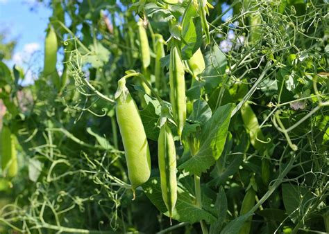 Pea Nutrition Facts And Health Benefits Nutrition And Innovation