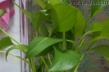 綠蘿死了還能活嗎 養花網