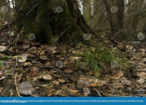 First Grass In Early Spring At The Foot Of The Old Tree Stock Image