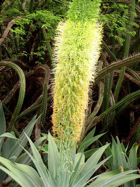 Foxtail Agave In The Koko Crater Botanical Garden Honolulu Hawaii