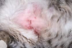 Miliary Dermatitis In Cats Causes Signs And Treatments Vet Answer