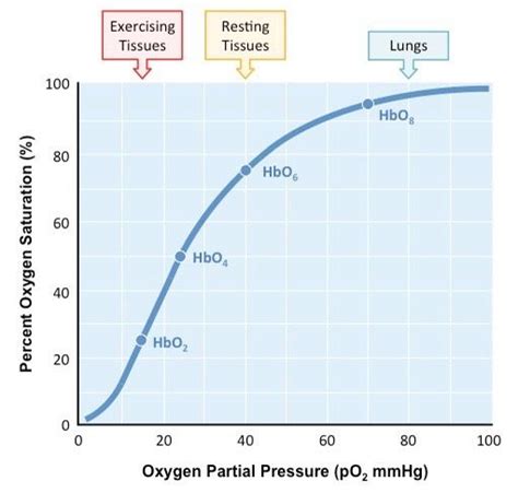 Oxygen Dissociation Curve At The Body Cells About Of Oxygen Is Released Positive Feedback