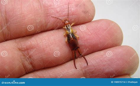 Close Up Of Earwig On The Hand Insect On The Hand Closeup Earwigs Earwigs Will Use Their