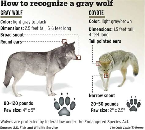 19 Gray Wolf Facts Biology Appearance Behavior And More