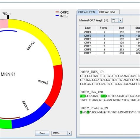 Predicted Open Reading Frames Orfs And Internal Ribosomal Entry Sites Download Scientific