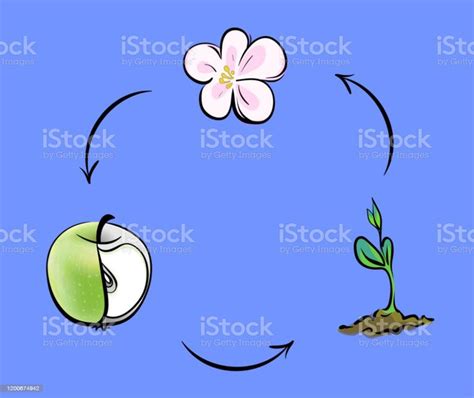 Apple Flower Turns Into A Fruit The Fruit Falls To The Ground And
