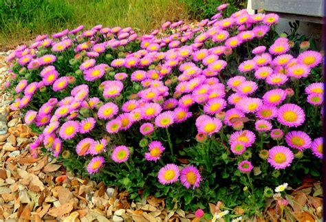 Цветы для дачи многолетние низкорослые 73 фото НА ДАЧЕ ФОТО