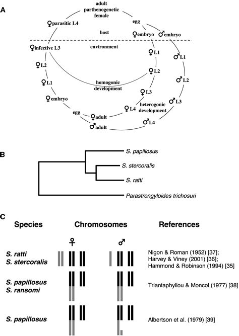 Genetics Chromatin Diminution And Sex Chromosome Evolution In The