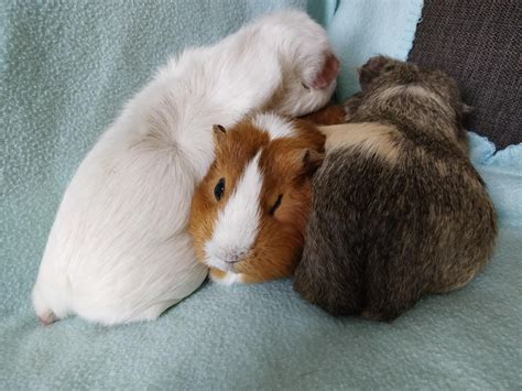 It Was The Squish That Made Daisy Regret Saying She Liked Big Butts R