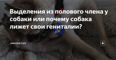 Выделения из полового члена у собаки или почему собака лижет свои ...