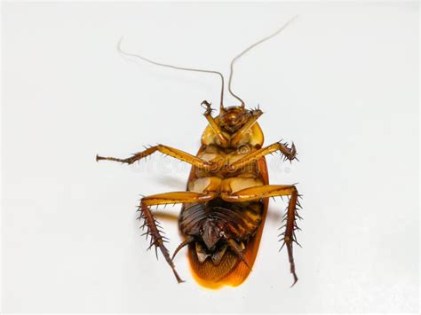 Cockroach American Cockroach Insect White Background Brown Stock