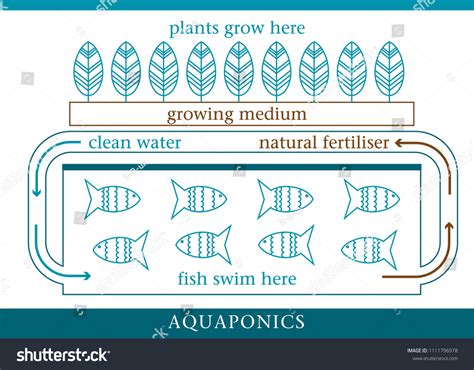 Aquaponics Diagram Vector Stock Vector Royalty Free 1111796978