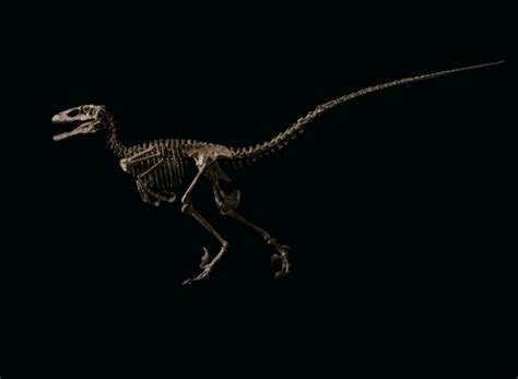 The Skeleton That Inspired Jurassic Parks Velociraptor Sold For 12 4 Million Maxim