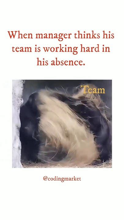 when my manager thinks his team is working hard in his absence😂🤣