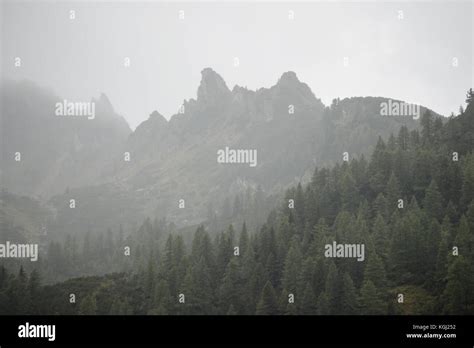 Mist In A Forest Of Trees Stock Photo Alamy Mist In A Forest Of Trees Stock Photo Alamy
