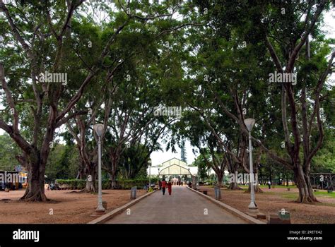 Trees Lalbagh Botanical Garden Bengaluru Bangalore Karnataka South
