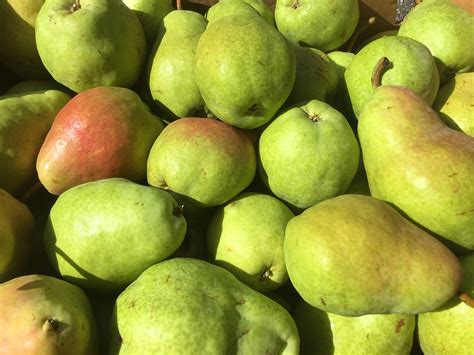 Bartlett Pears Available From Patzoldt S Peaches