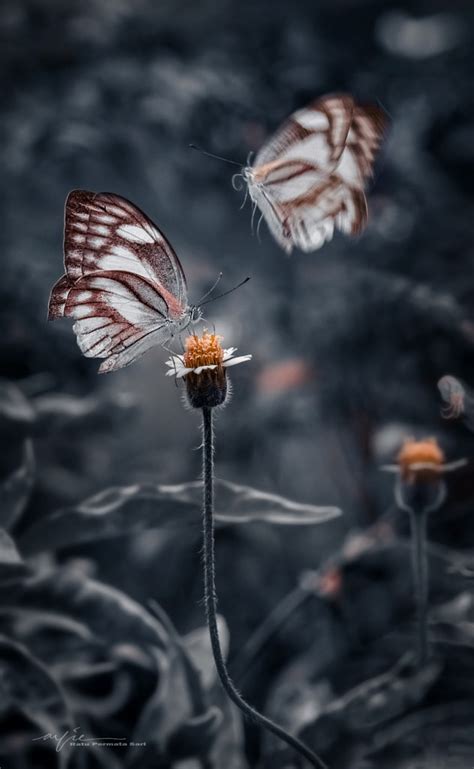 Butterflies On Flower In Dreamy Setting Nature Photo By Ayie Ratu