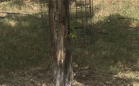 Protect Tree Trunks From Damage From Deer Backbone Valley Nursery