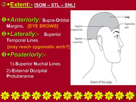 Anatomy Of Scalp And Its Blood And Nerve Supplyppt