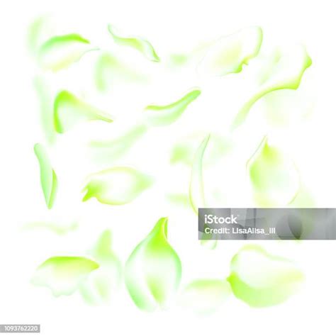 녹색 떨어지는 장미와 사쿠라 꽃잎의 벡터 집합입니다 흐린된 봄 꽃 꽃잎 장식 요소와 설정 오시 사쿠라 꽃잎 꽃 장미 꽃잎 개체