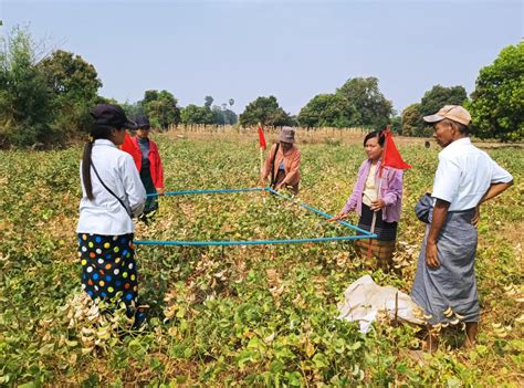 နတ်မောက်မြို့နယ် အင်းကုန်းကျေးရွာ၌ ဒေသစားသုံးမှုများသော ပဲကြီးစံကွက်ရိတ