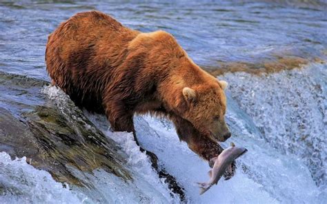 Dozy Bear Fails To Catch Salmon In Katmai National Park Alaska